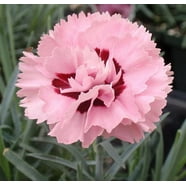 Pink Magic Dianthus - Multiple Pink Shades - 4" Pot - Walmart.com