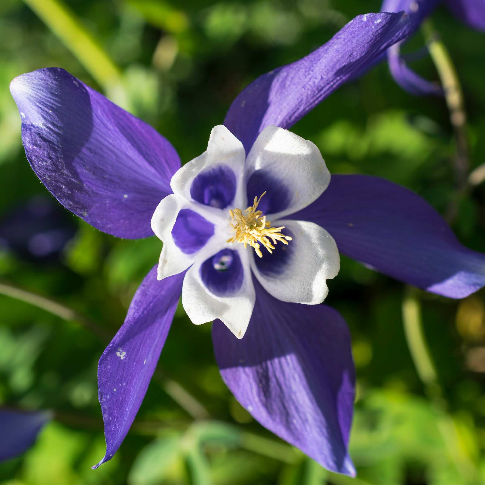 50 Clementine RED DOUBLE COLUMBINE Aquilegia Vulgaris Flower Seeds ...
