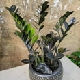 Raven ZZ Plant-Indoor Friendly and Low Maintenance 8" Pot - Walmart.com