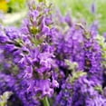 Brighter Blooms, Sensational Lavender Plant, 1 Qt, Perennial - Walmart.com