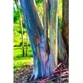 Rainbow Eucalyptus Tree Seeds - 50 Seeds - Stunning Colored Bark ...