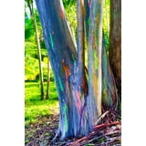 CZ Grain Rainbow Eucalyptus Tree Seeds, 50 Fresh Seeds, Stunning ...