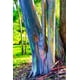 Rainbow Eucalyptus Tree Seeds - 50 Seeds - Stunning Colored Bark ...