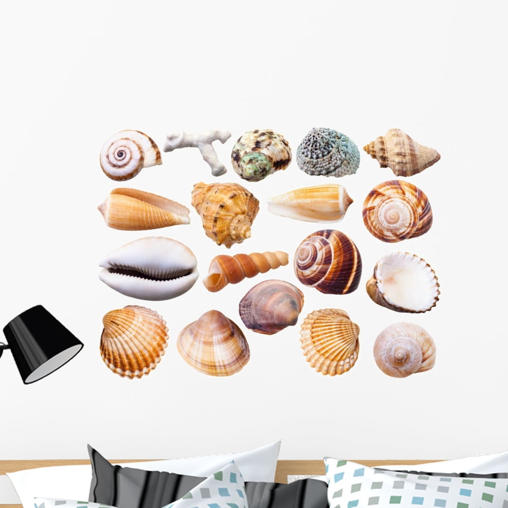Various Mollusc Sea Shells Wall Decal Sticker Set Wallmonkeys Peel and ...