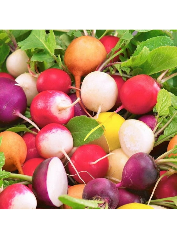 Radish Seeds in Seed Gardening - Walmart.com