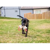 Multipet Lamb Chop Plush Dog Toys, with Rope Pull and Crinkle Noise ...