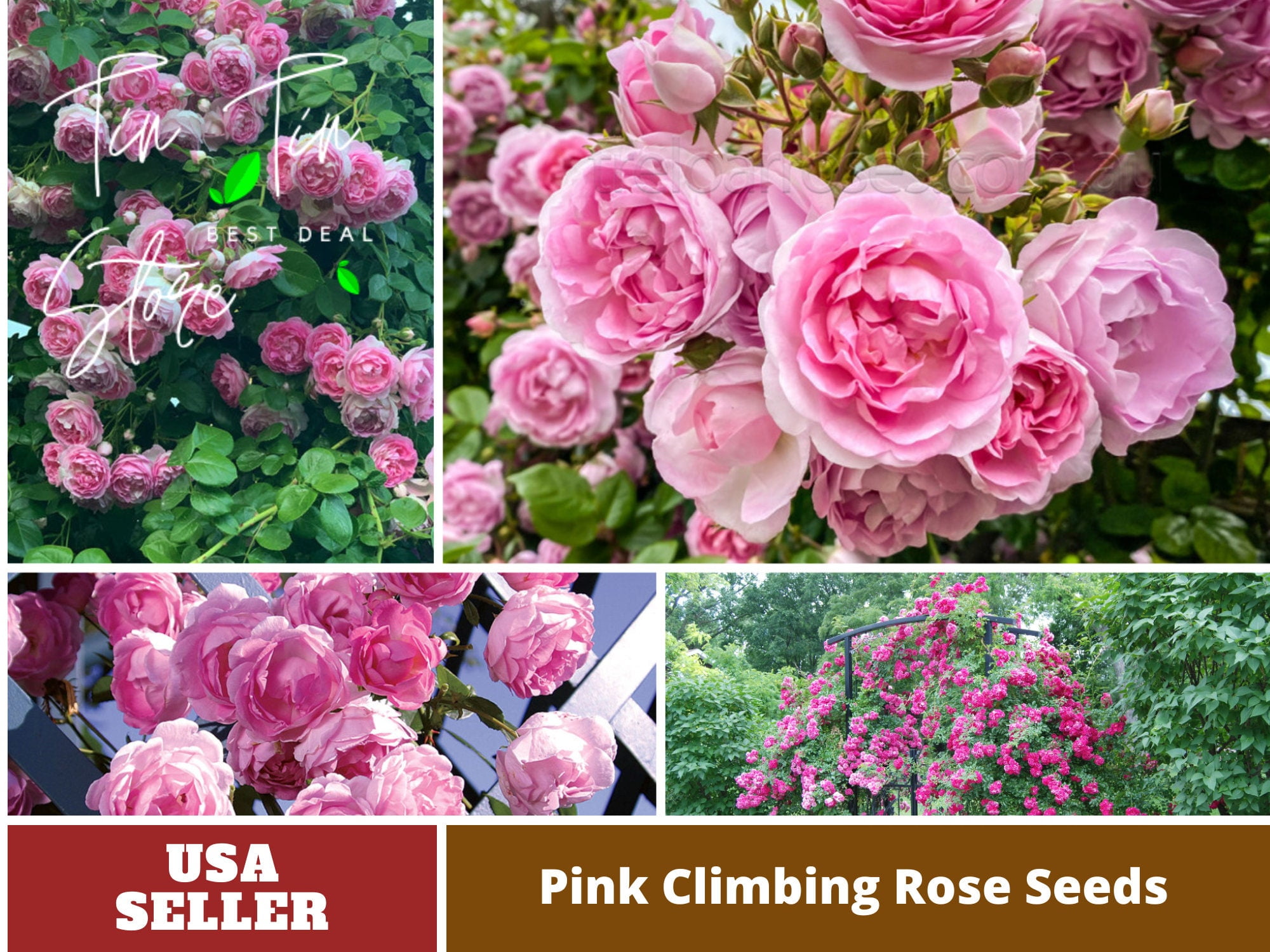 30 Rare Seeds| Jasmina Climbing Roses Seeds#1019 |BUY 4 GET 1 FREE ...