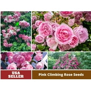 30 Rare Blue Climbing Rose Bush Seeds, Authentic Mix Seeds for Planting ...