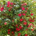 National Plant Network 3 gal. Camellia Red Twister Shrub - Walmart.com
