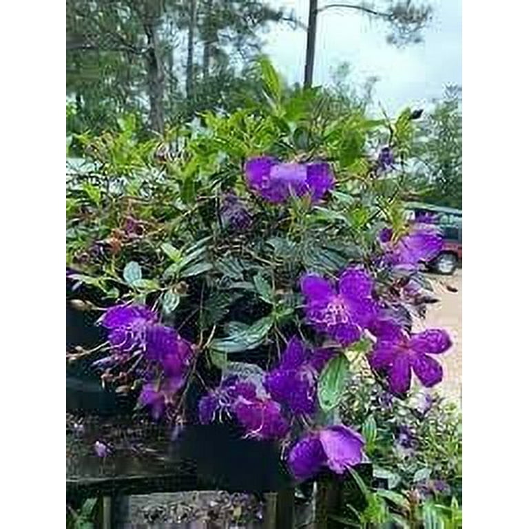 Tibouchina Princess Flower Dwarf | Best Flower Site