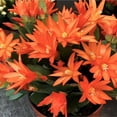 Easter Cactus Plants Live, Spring Bloom, Cold Hardy, 5-9" in Tall, No ...