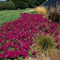Purple Classic Wave Petunias Only Grow 5 - 7 Inches Tall - 30 Seeds ...