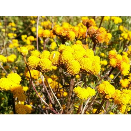 250 Yellow GOLDEN AGERATUM Lonas Inodora Flower Seeds | Walmart Canada