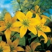 Yellow Power Asiatic Lily Bulbs for Planting - Stunning Yellow Blooms ...
