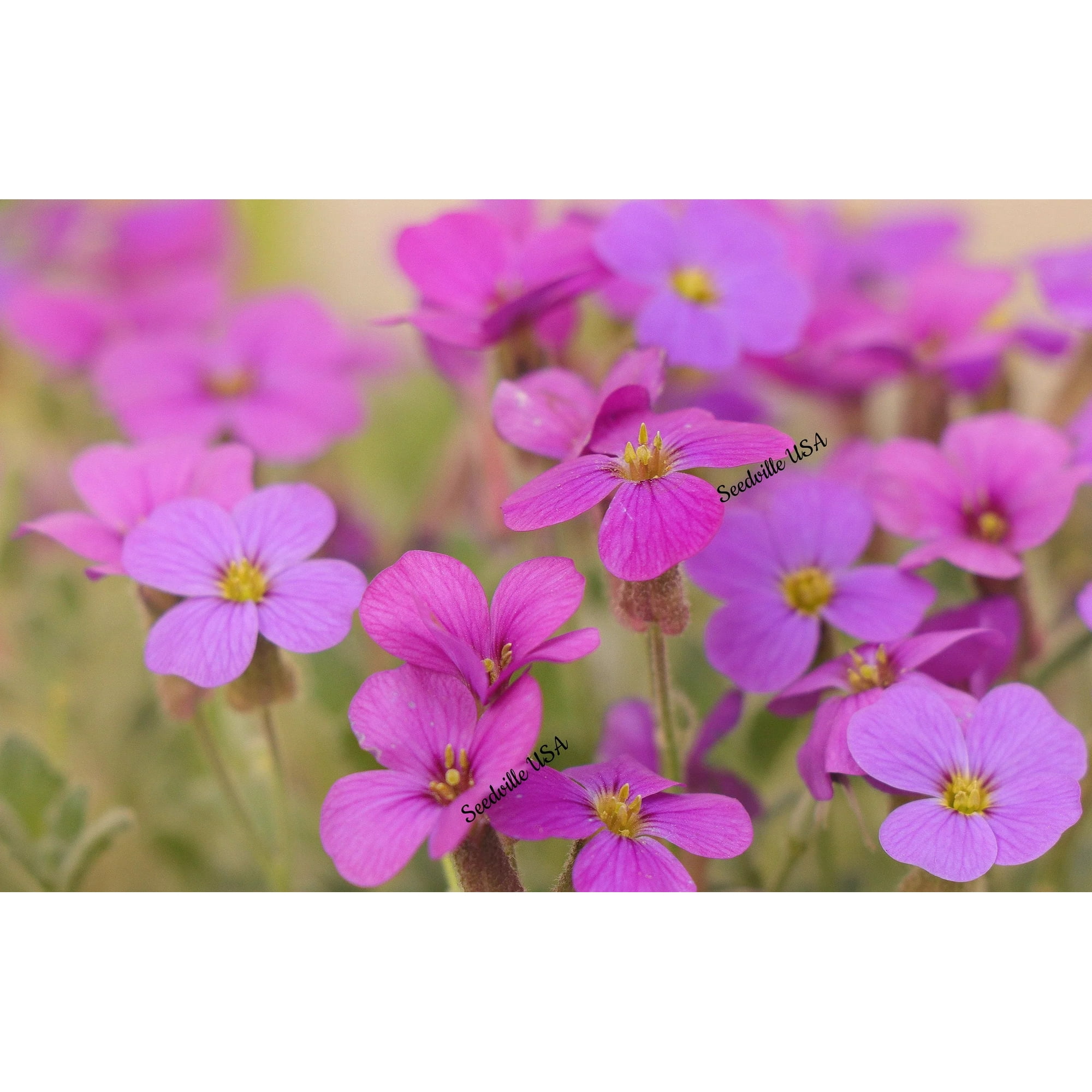 Click here for Seedville Usa 150 Spring Charm Rockcress Rose Rock... prices