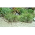 Fakahatchee Grass Dwarf 1 Extra Large 3 Gallon Plants Tripsacum ...