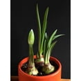 Amaryllis Planting-Bloom Year After Year-(Non-Artificial)-Ornamental ...