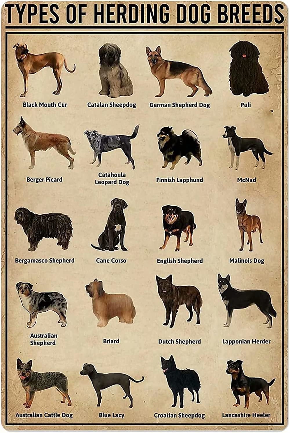 Dog Species Chart