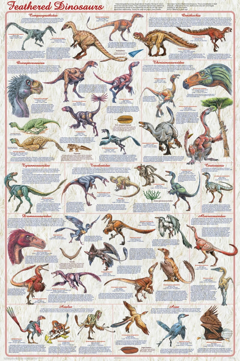 Feathered Dinosaurs 2 Educational Poster 24x36 - Walmart.com