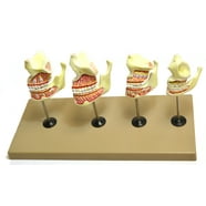 ScienceWiz DNA Kit - Walmart.com