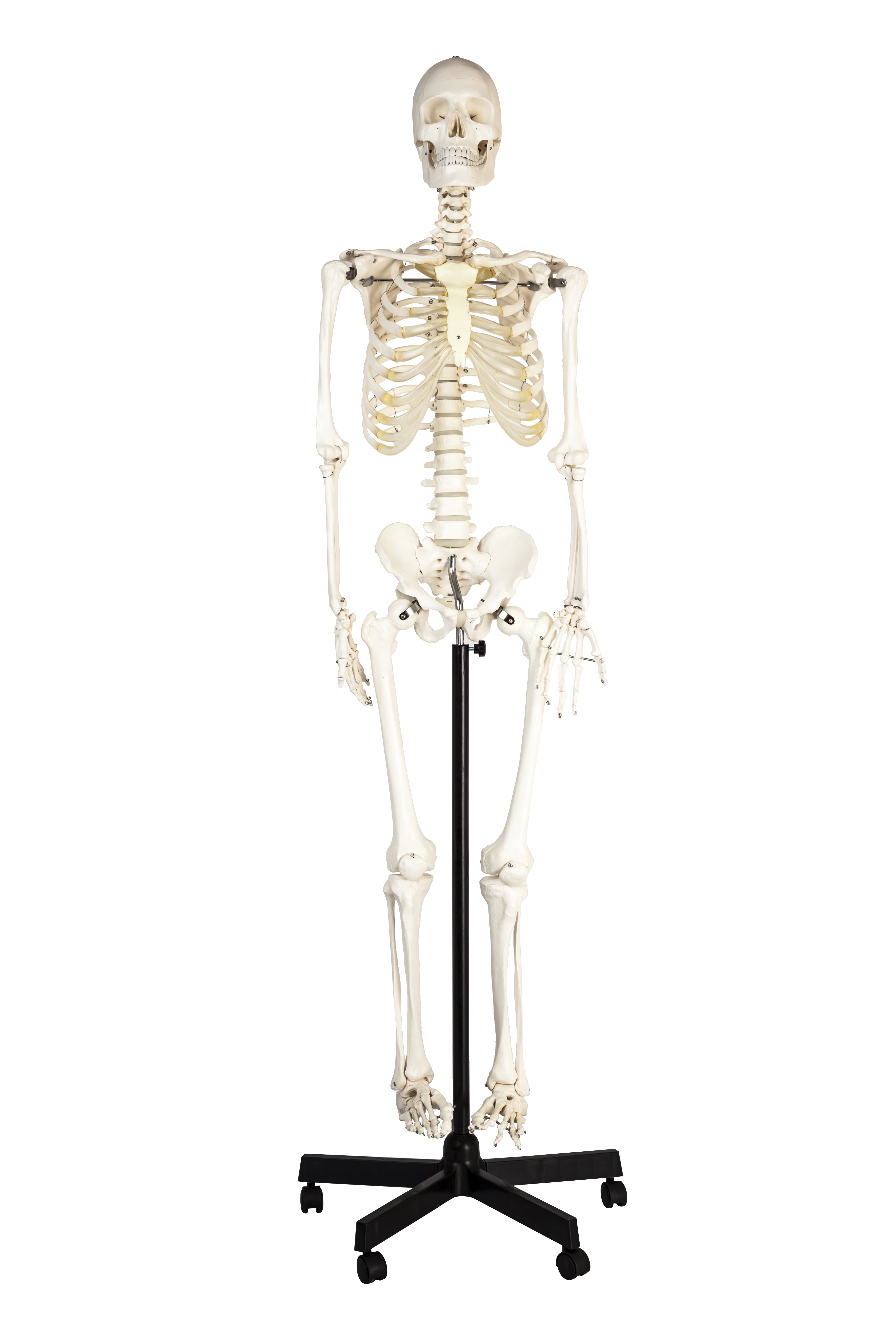 Eisco Labs Life Sized Human Skeleton Model (62" Height), Articulated ...