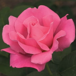 John F. Kennedy Fragrant Hybrid Tea Rose, Live Outside Plant, Includes ...