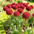 Giant Allium For Planting Ideal for Gardening Deer Resistant Variegated ...
