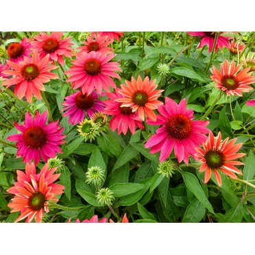 Prairie Splendor Coneflower - Echinacea - Quart Pot - Walmart.com