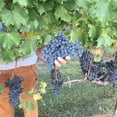 Concord Seedless Grape Vines Live Plants for Planting, 5-10" Grape Tree ...