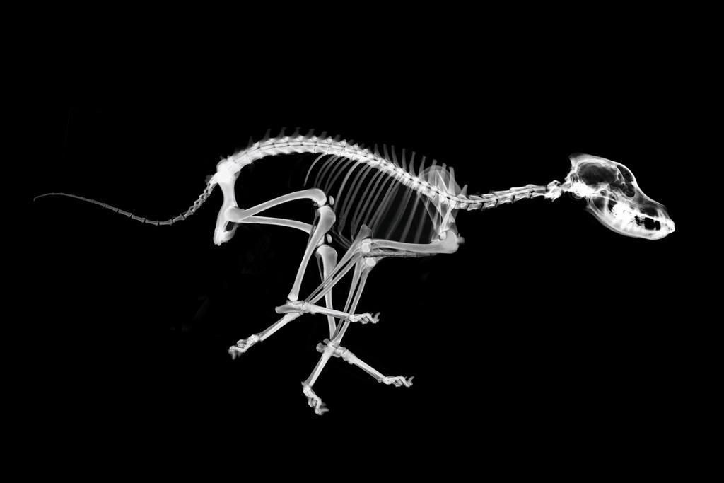 Skeleton Of Running Dog XRay Anatomy Photo Poster Animal Bones Spine