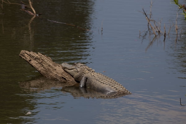 Print: Gator Alley At The D'olive Boardwalk Park In Daphne, Alabama, Is ...
