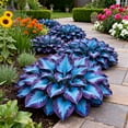 Rainbow Colorful Midnight Blue Hostas for Planting--(Non-Artificial ...