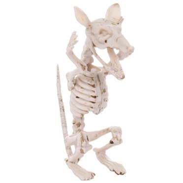 Alien Skeleton Halloween Decoration - Walmart.com
