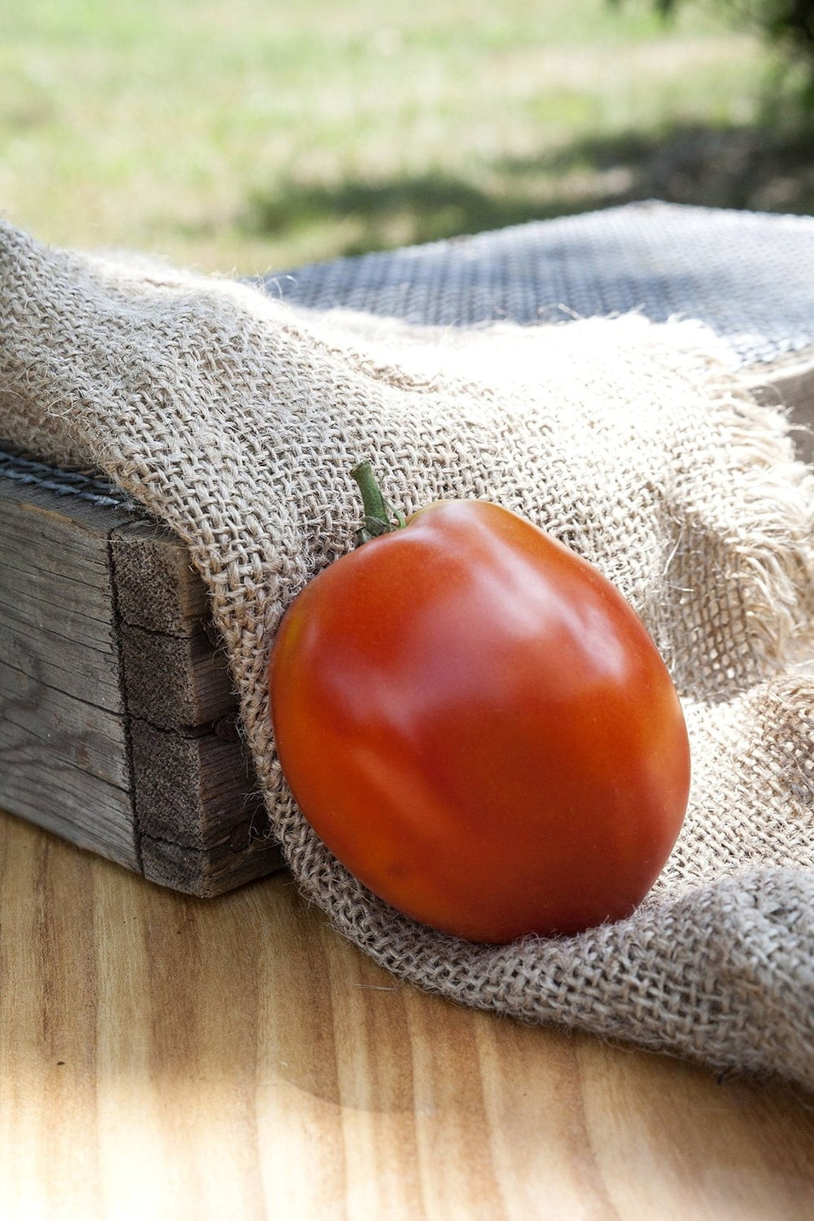 Amish Paste Sauce Heirloom Tomato Premium Seeds Packet - Walmart.com