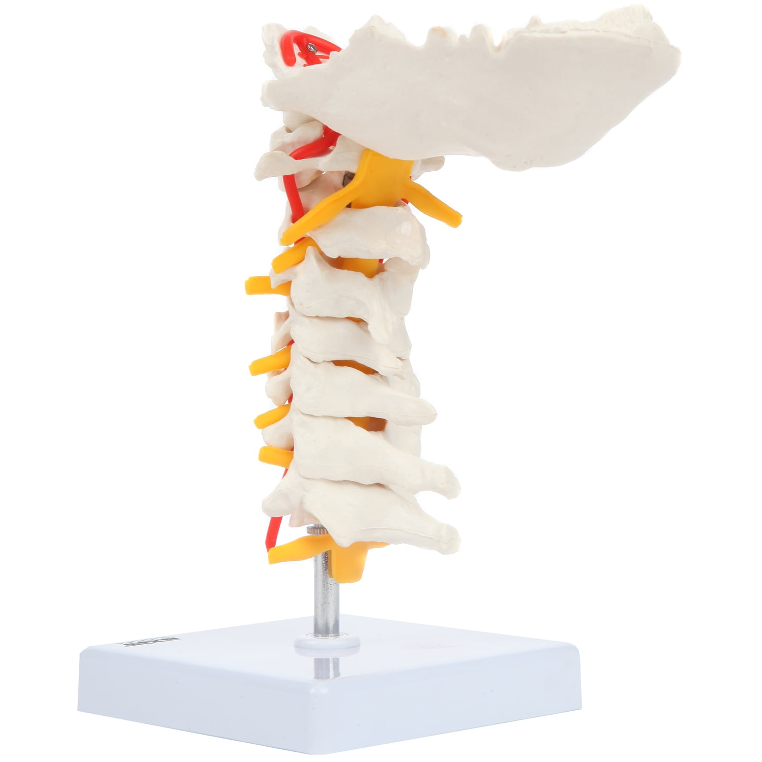 3-Year Warranty Vertebrae Model Shows Bony Landmarks of The Cervical ...