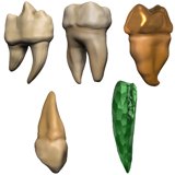 D&D: Teeth of Dahlver-Nar Bite-Sized Artifact - Dungeons & Dragons RPG ...