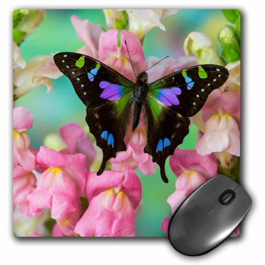 3dRose Purple Bling Daisy with Diamond Look One Dimensional Center ...