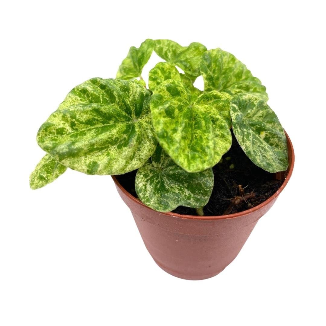 Variegated Emerald Ripple Peperomia, Freckles, Caperata, 2 inch Pot ...