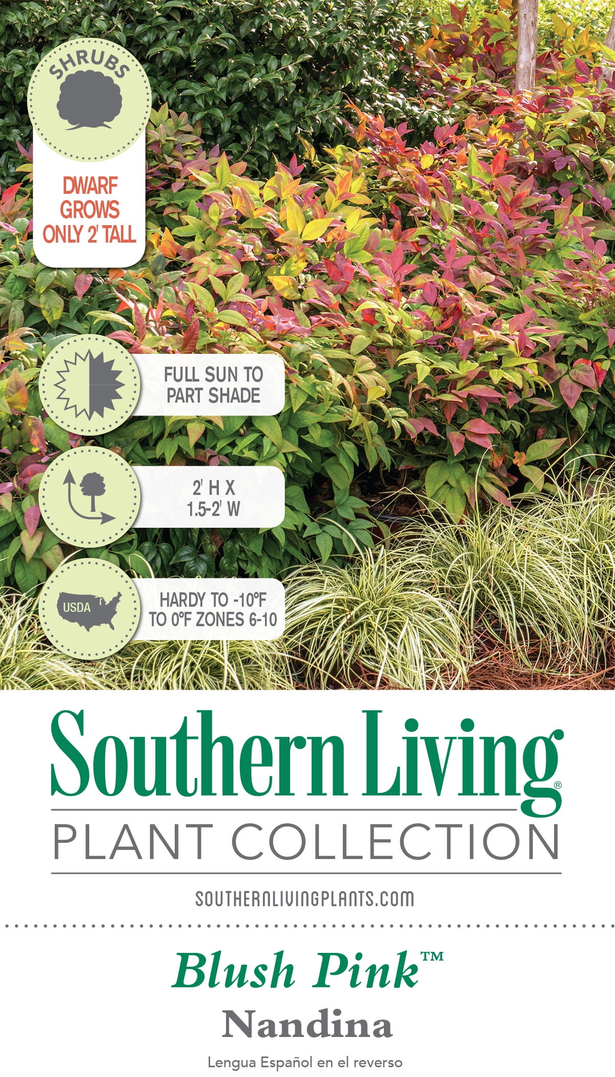 Blush Pink Nandina