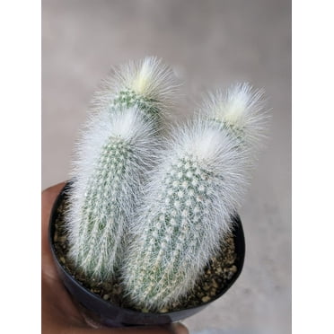 50 Silver Torch Cactus Seeds - Cleistocactus strausii Cacti Seeds ...