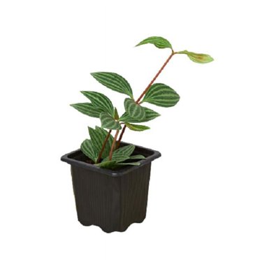 Flowerhouse FHXUPT Harvest House Plant Tower - Walmart.com