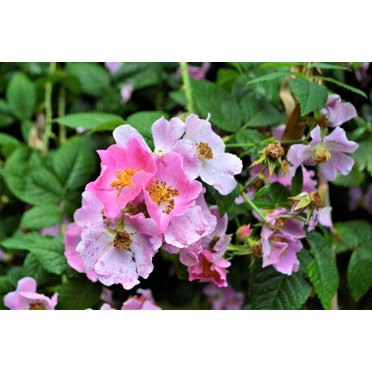 5 Bright Pink Coral Vine Seeds - Mexican Creeper / Bee Bush / Climbing ...