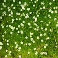 PLATAGO Irish Moss Seeds Ground Cover Perennial MHD1Ground Cover Clover ...