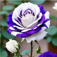 Rose For Planting - Suitable for Courtyard Gardening - Deer Resistant ...
