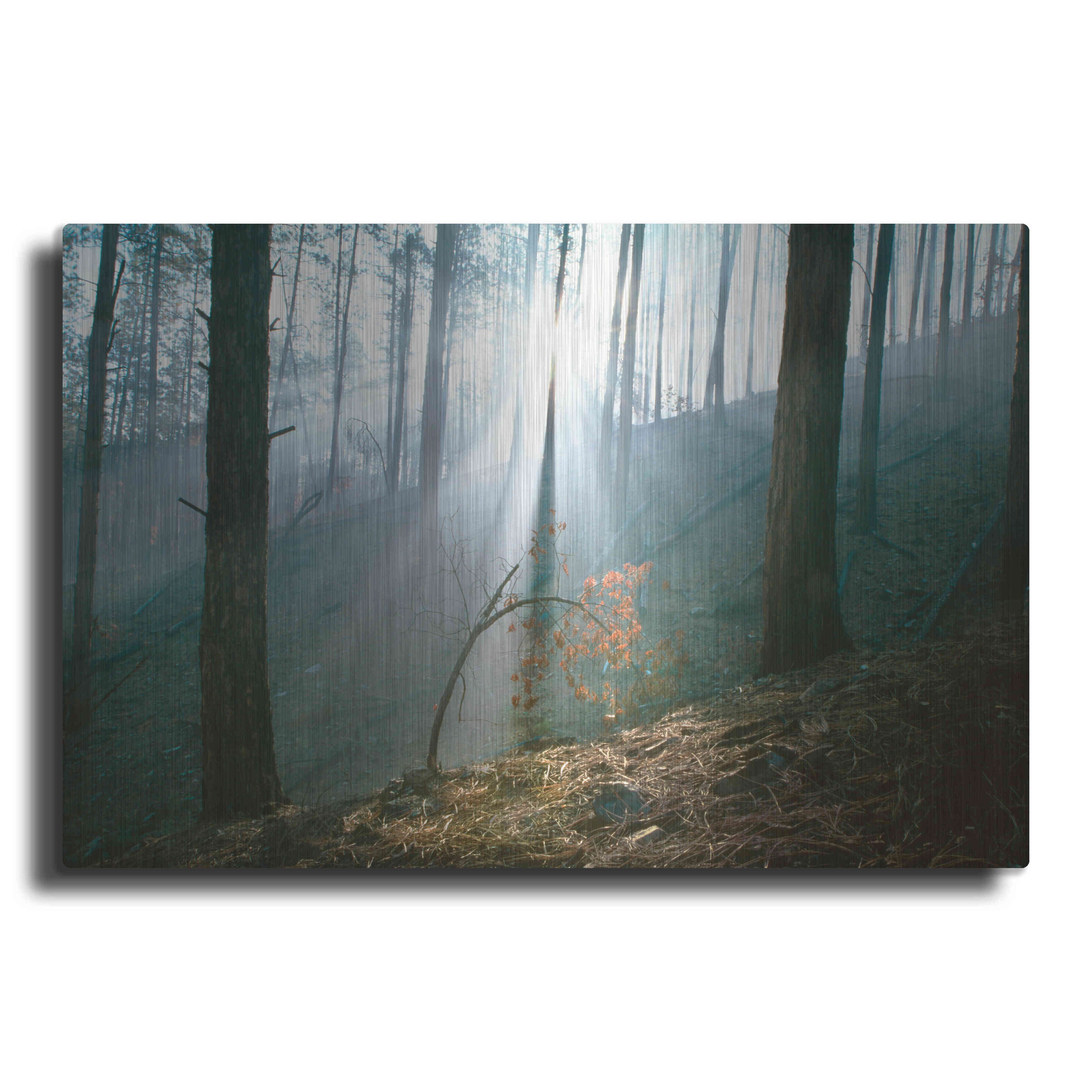 Luxe Metal Art 'Smoke Forest' by Thomas Haney, Metal Wall Art, 24"x16 ...