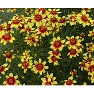 Mercury Rising Coreopsis Tickseed Perennial - Live Plant - Quart Pot ...