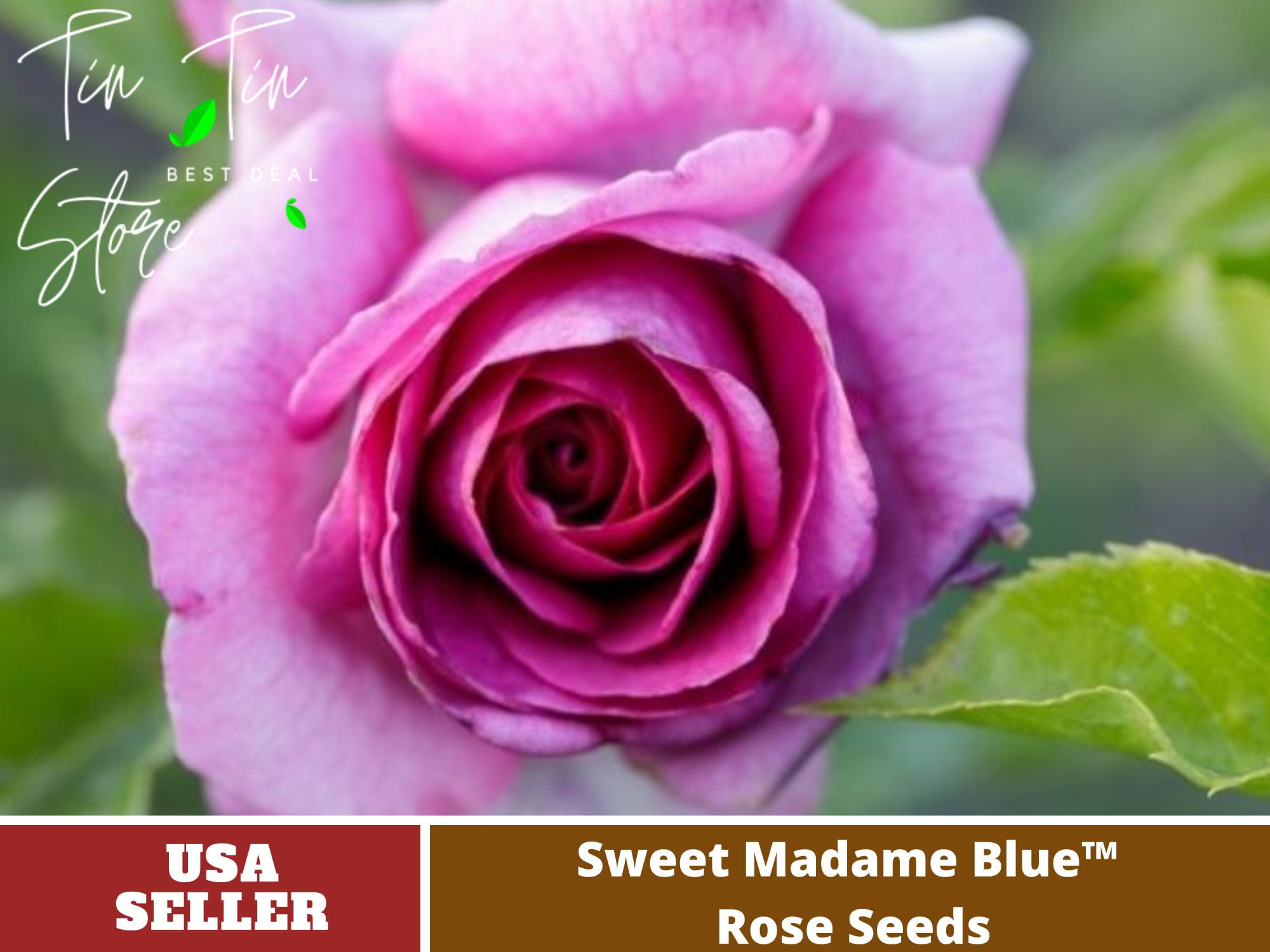 30 Rare Seeds| Sweet Madame Blue Rose Seeds#1042 | Seeds, Herbal Seeds ...