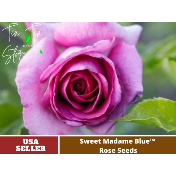 30 Seeds| Cherry red double knockout rose seeds #1408 | Seeds, Herbal ...