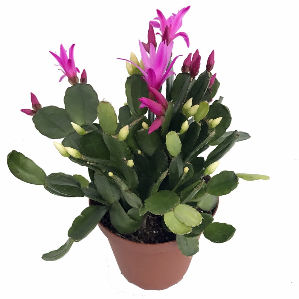 PInk & White Easter Cactus - Rhipsalidopsis - Rare - 4.5" Pot - Walmart.com