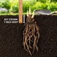 Hostas Planting--Easy Planting-Garden Stakes-Premium Ornamental-Home ...